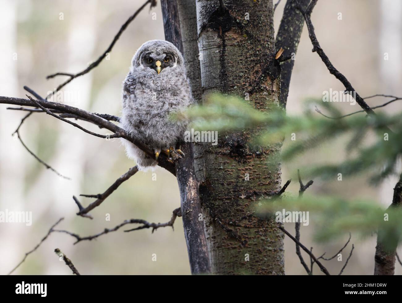Great grey owl nest in the wild Stock Photo - Alamy