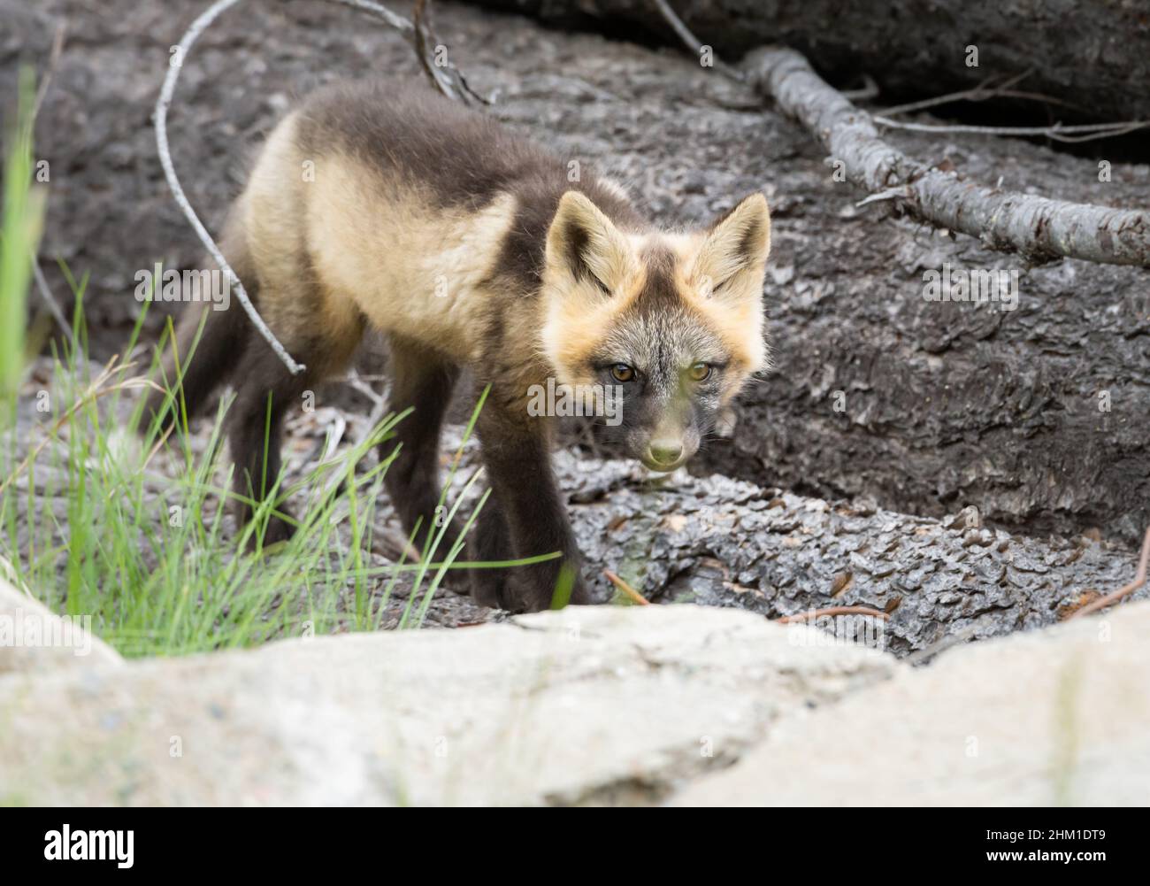 Cross fox kit in the wild Stock Photo - Alamy