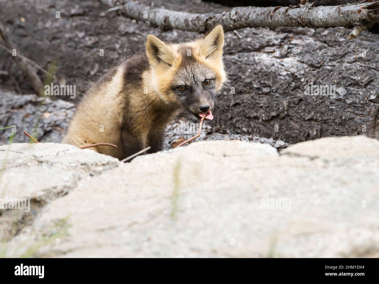 Cross fox kit in the wild Stock Photo - Alamy