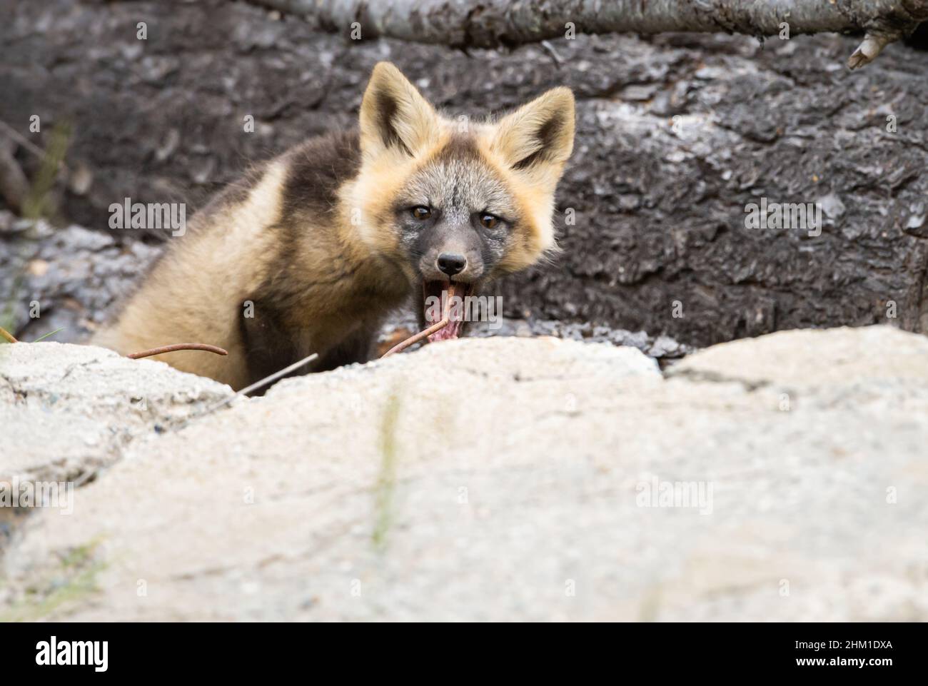 Cross fox kit in the wild Stock Photo - Alamy