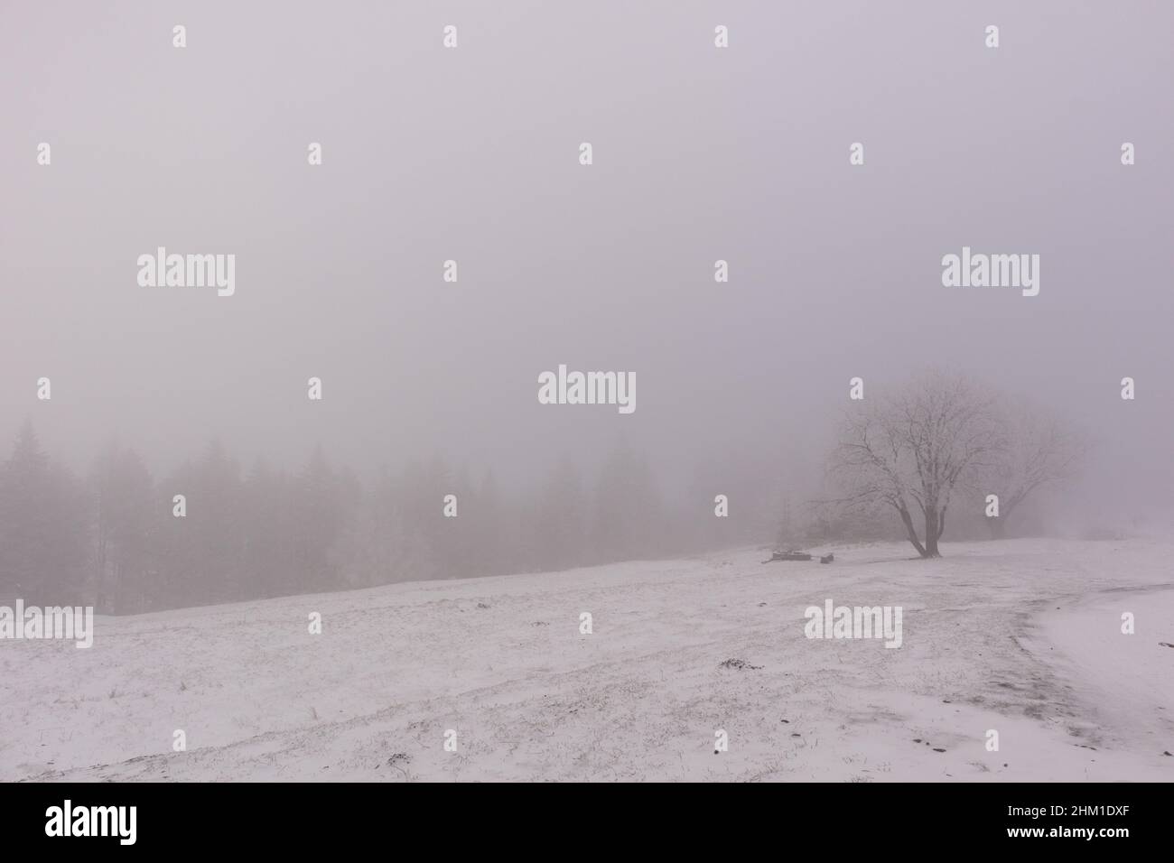 Dense snowy forest hi-res stock photography and images - Alamy