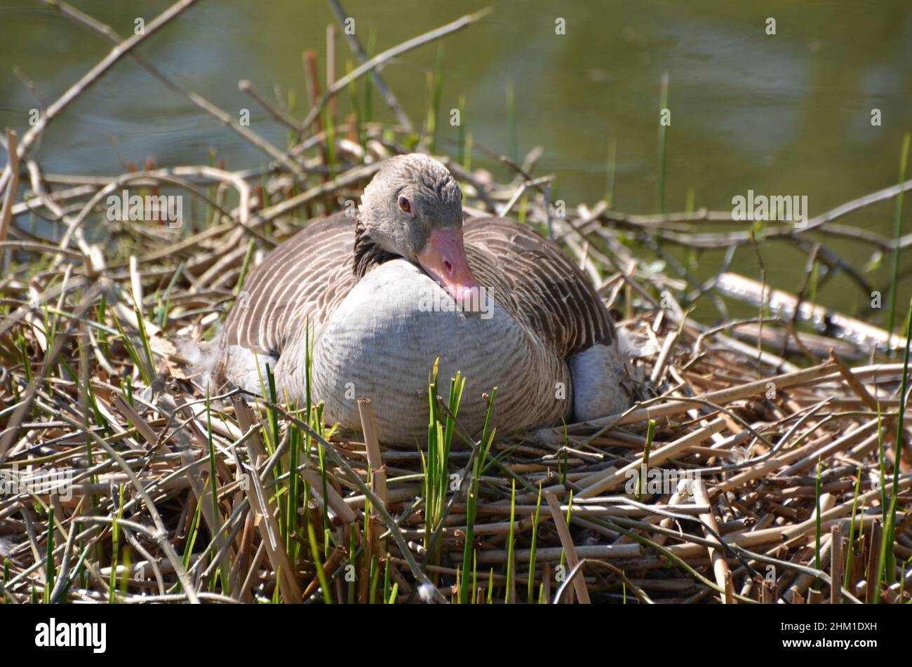 Greylag Goose, Anser anser, brooding in the nest Stock Photo - Alamy