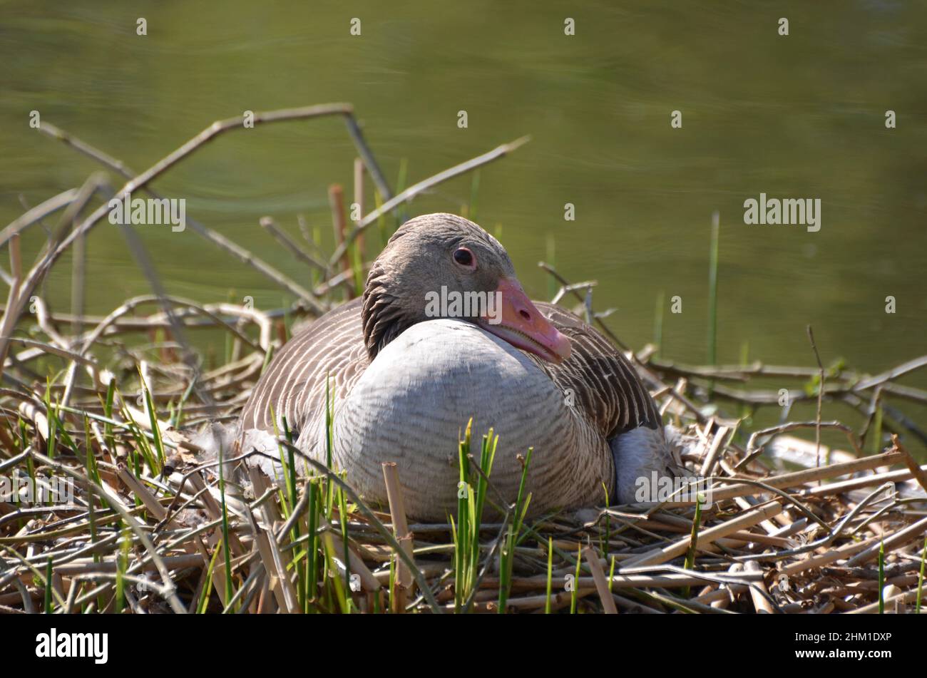 Greylag Goose, Anser anser, brooding in the nest Stock Photo - Alamy