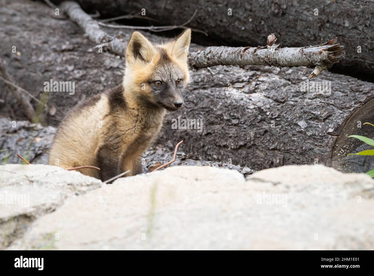 Cross fox kit in the wild Stock Photo - Alamy