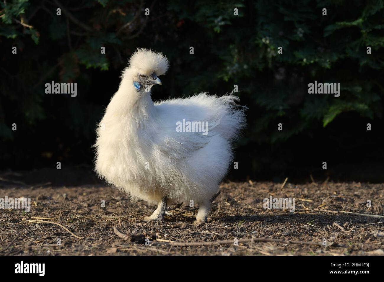 Blue Silkie Chicken