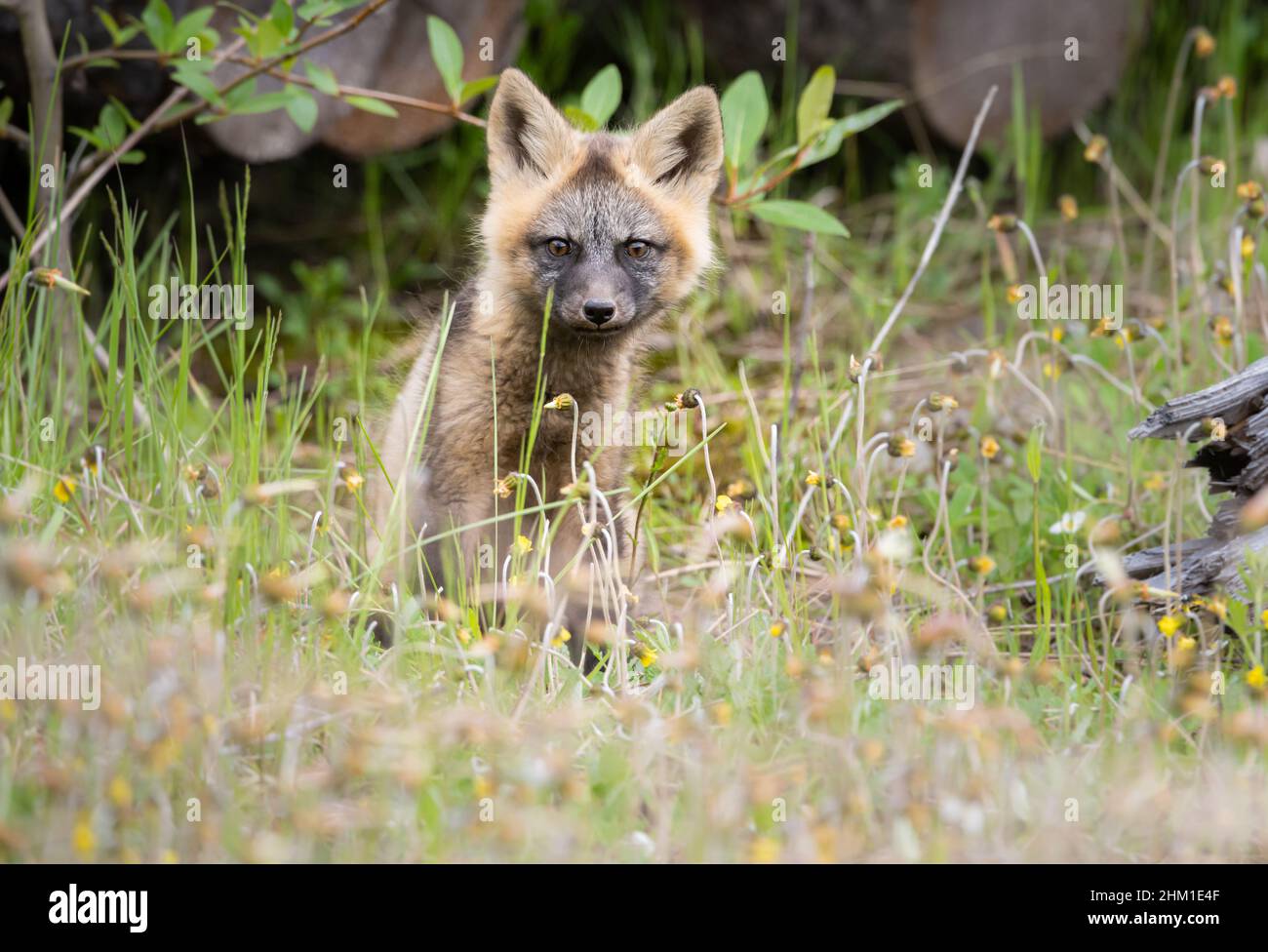 Cross fox kit in the wild Stock Photo - Alamy