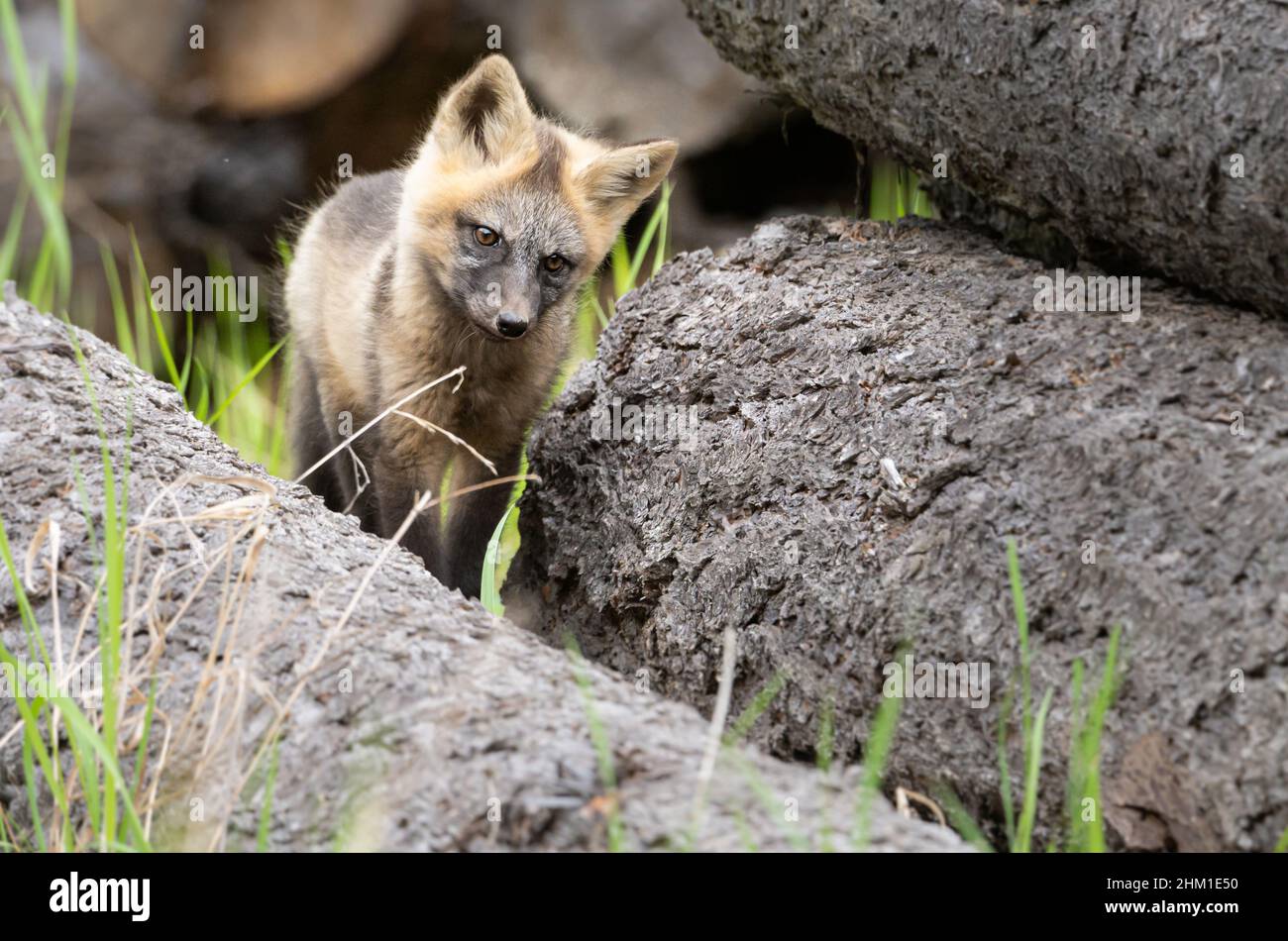 Cross fox kit in the wild Stock Photo - Alamy