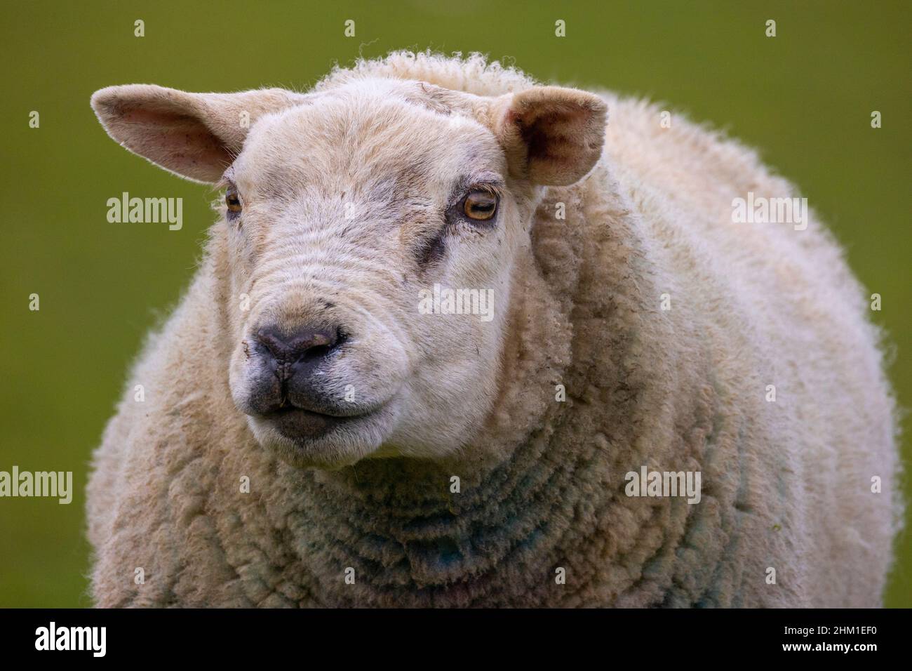 Ram range hi-res stock photography and images - Alamy