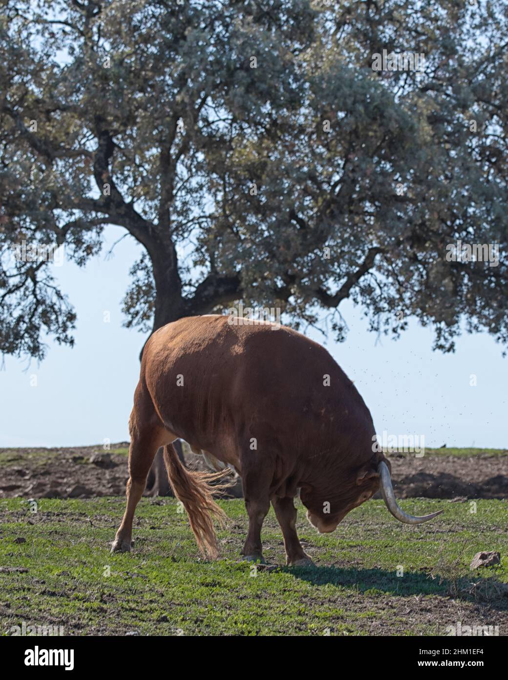 Spanish fighting bull in the field ready for bullfighting Stock Photo ...