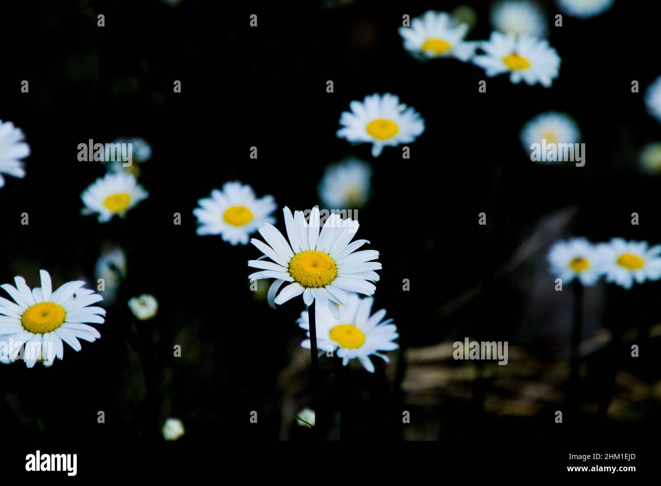 Bunch of dasies hi-res stock photography and images - Alamy