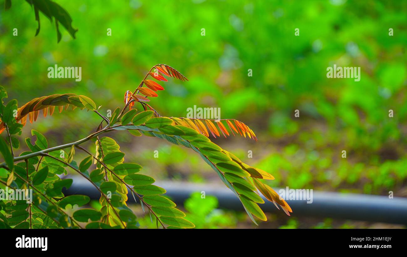 Tree india autumn hi-res stock photography and images - Alamy