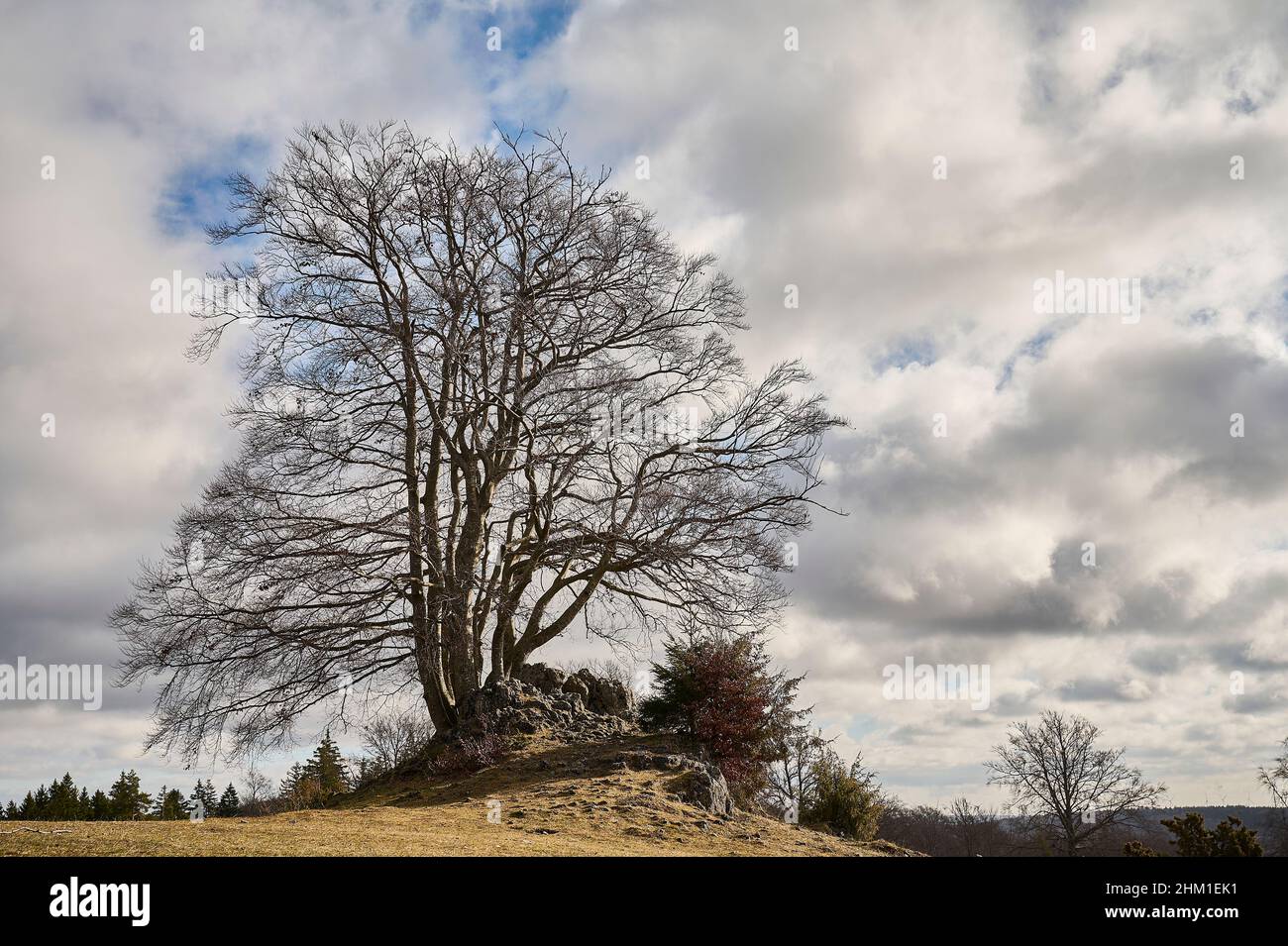 Volkmarsberg, a popular hiking destination has some nice trees and and ...