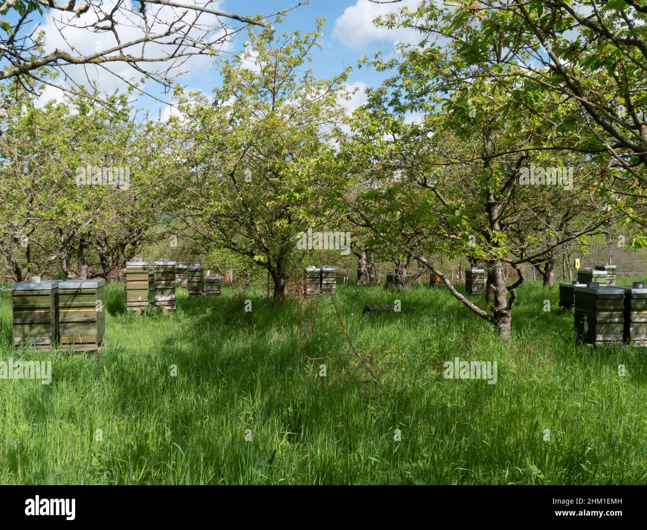 Beehives stand hi-res stock photography and images - Alamy