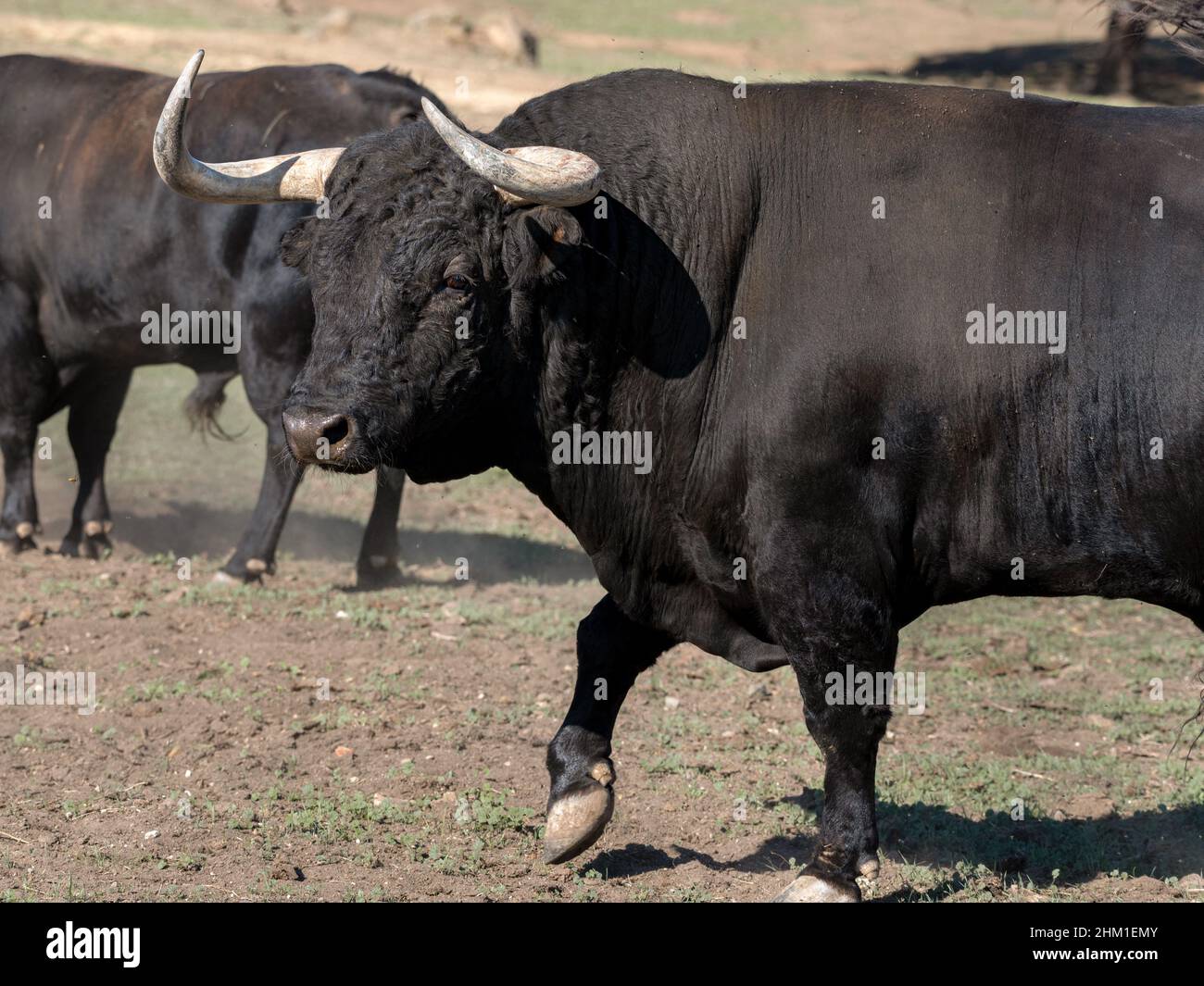 Spanish fighting bull in the field ready for bullfighting Stock Photo ...