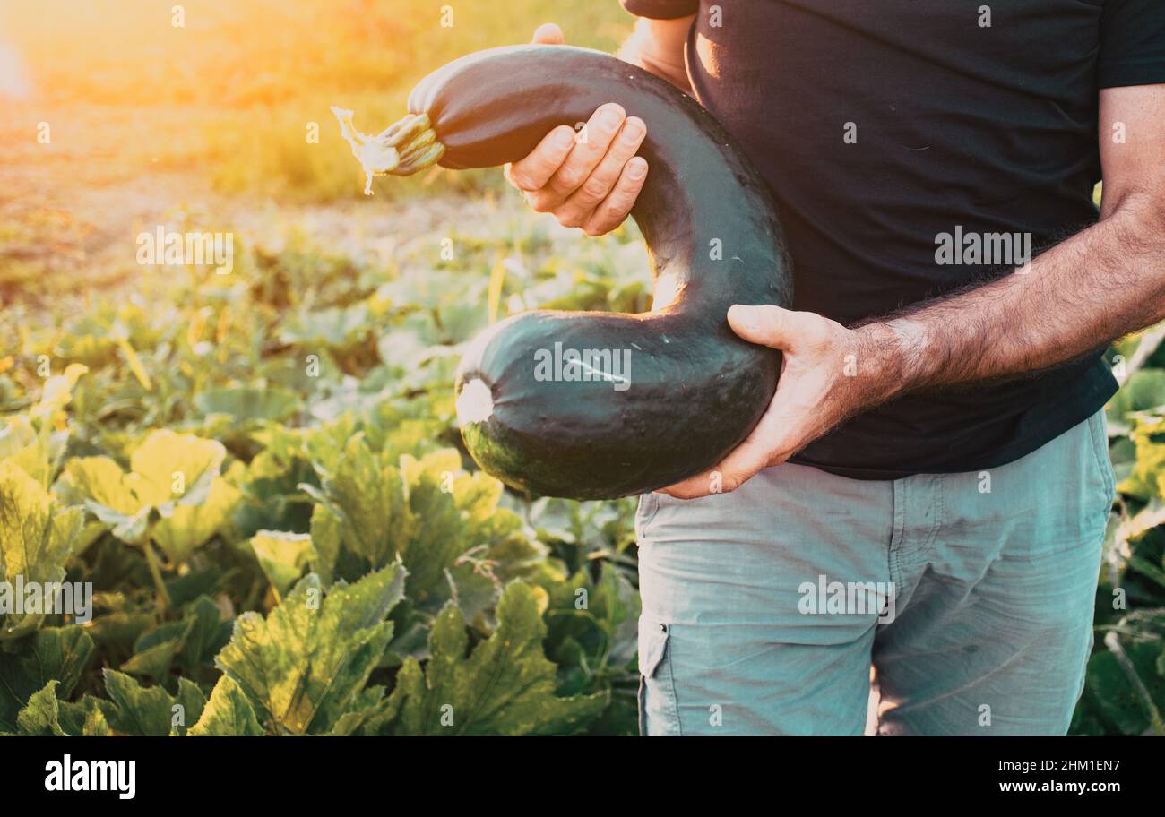 farmer picking zucchini on an organic farm Stock Photo - Alamy