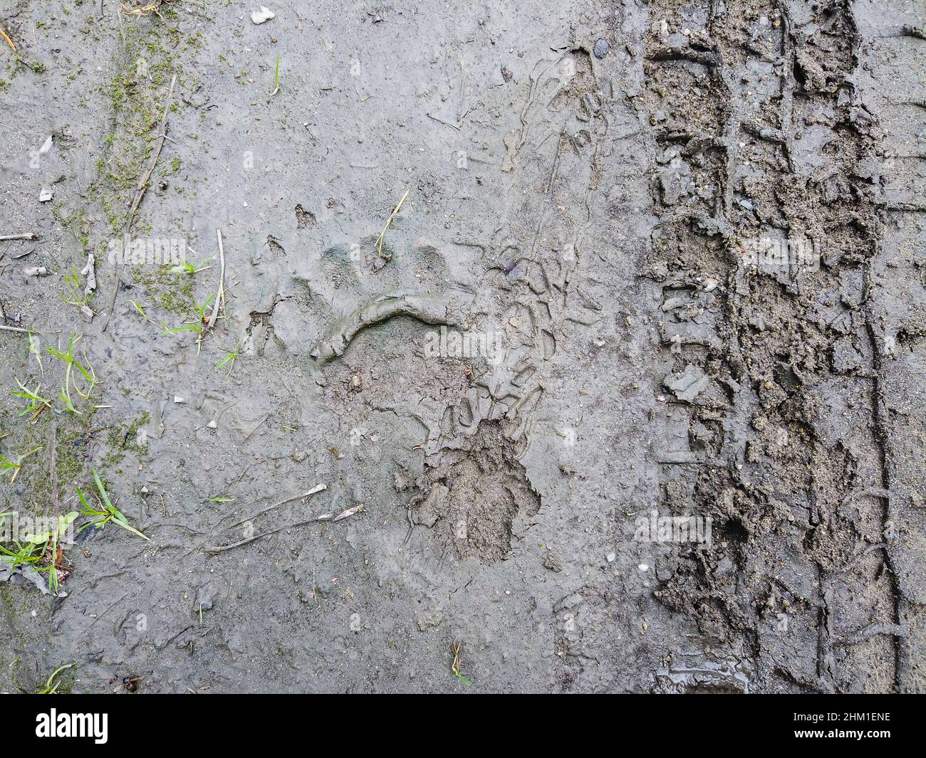 Grizzly bear print in the mud Stock Photo - Alamy