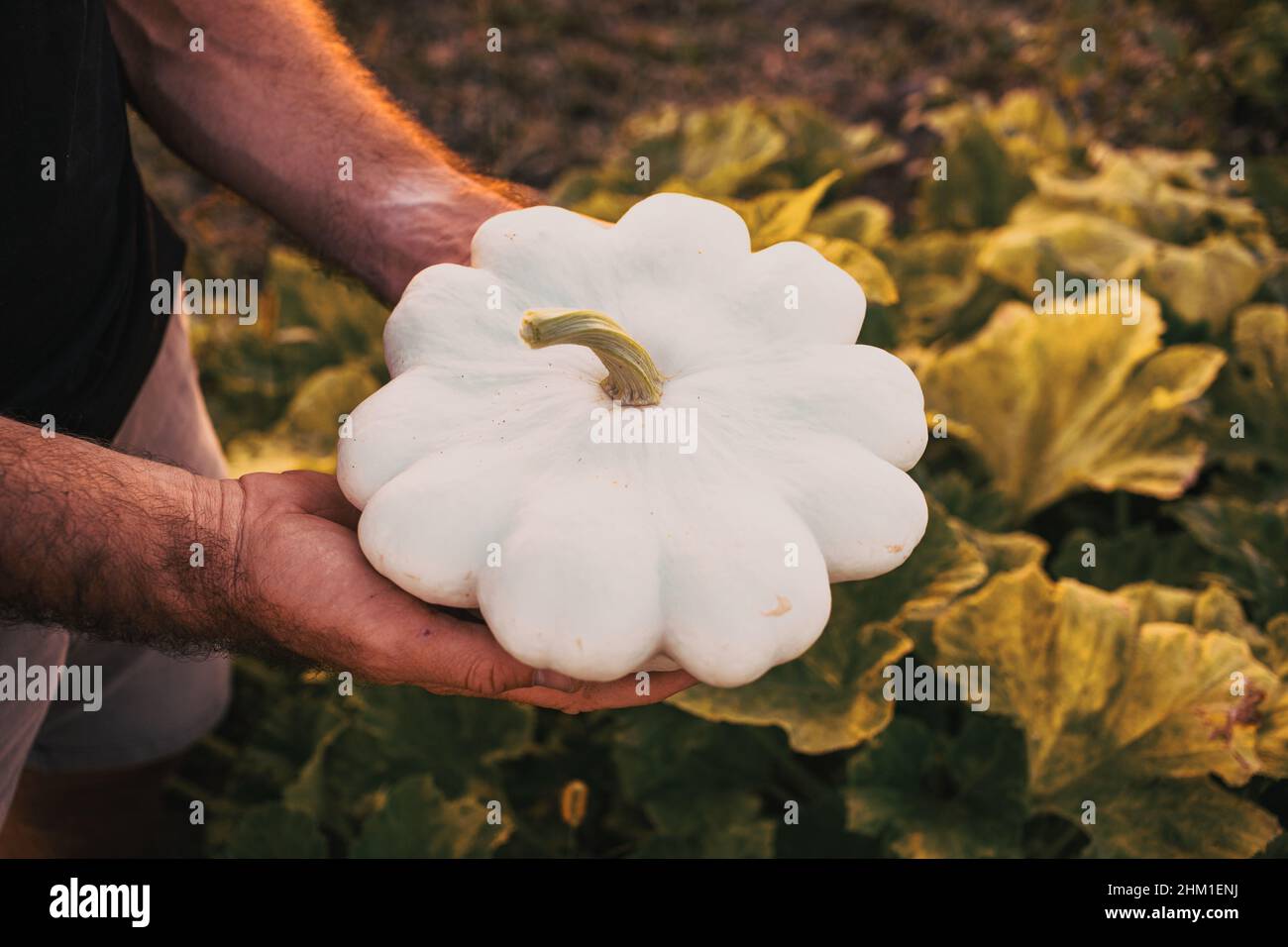 farmer picking pattypan squash on an organic farm Stock Photo - Alamy