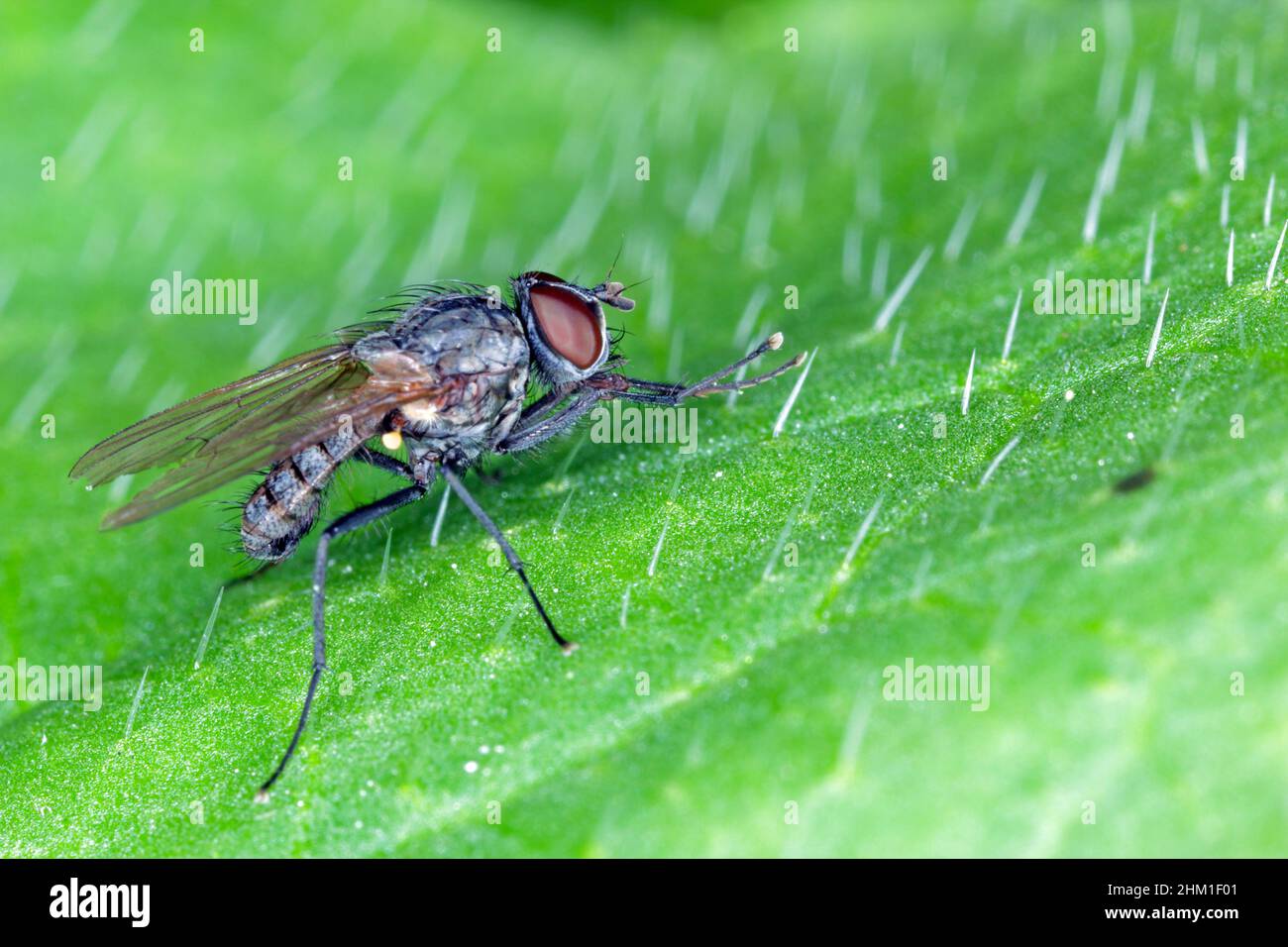 Delia floralis, commonly known as the turnip root fly or summer cabbage ...