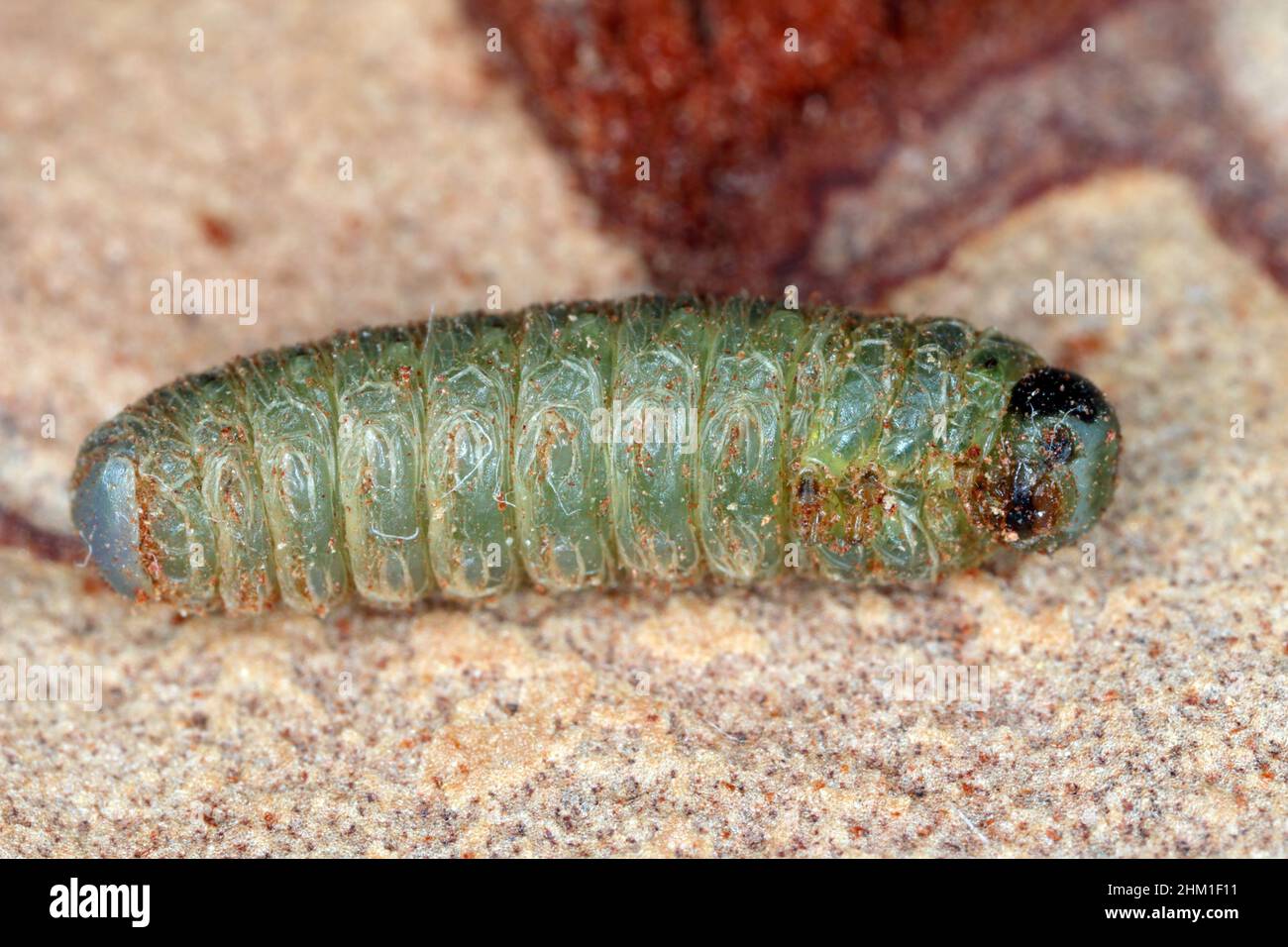 Insect larva in nature hi-res stock photography and images - Alamy
