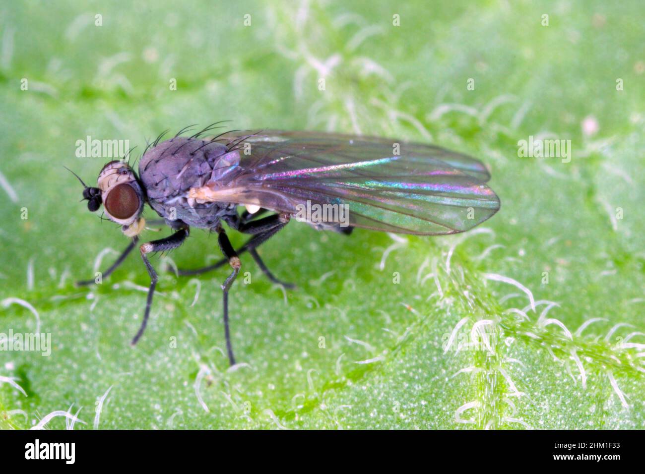 Leaf-miner flie - Agromyzidae (Liriomyza sp.) on the leaf Stock Photo ...