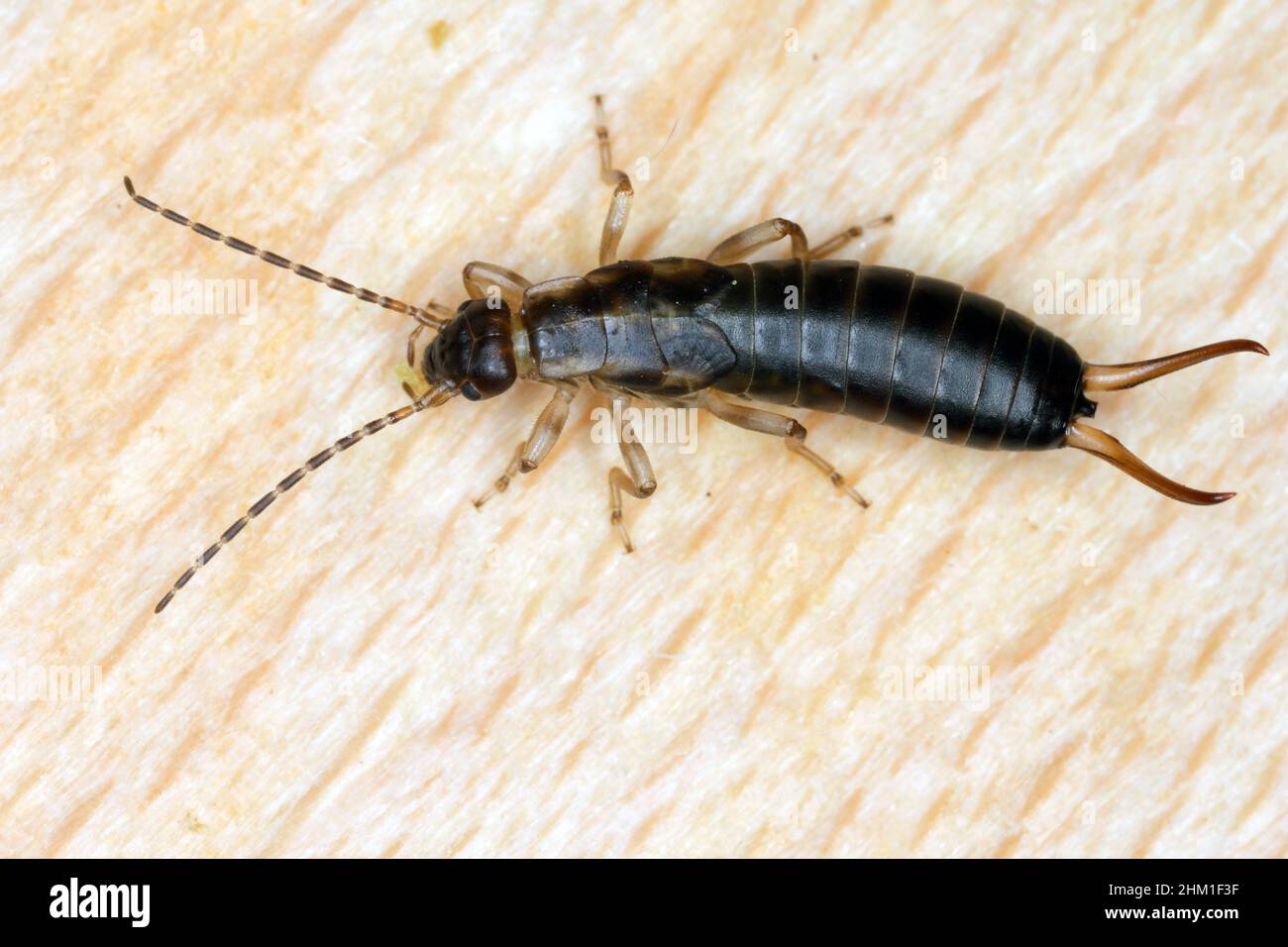 Common earwig european earwig forficula hi-res stock photography and ...