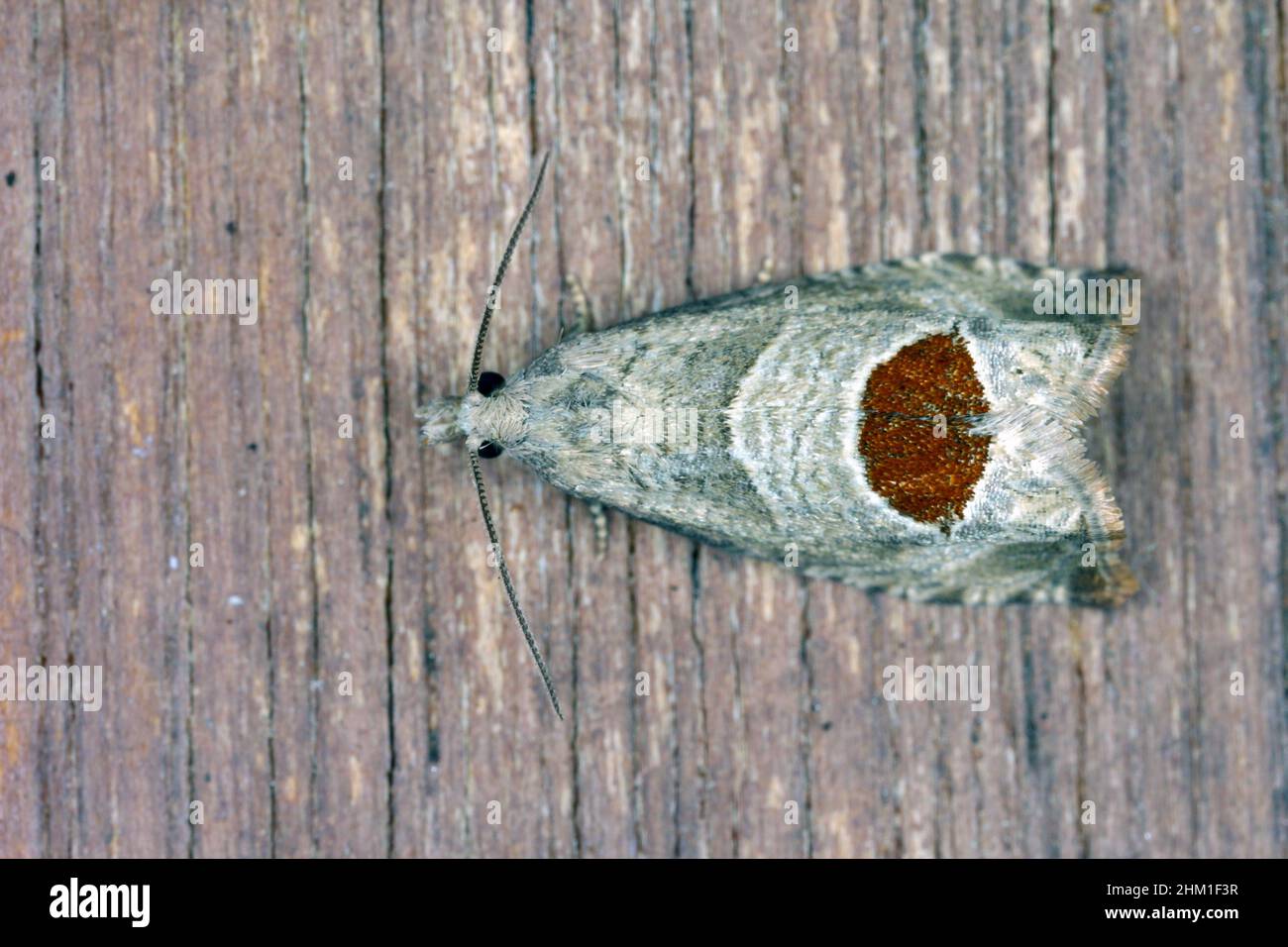 Notocelia uddmanniana - a moth from the family Tortricidae, larvae ...
