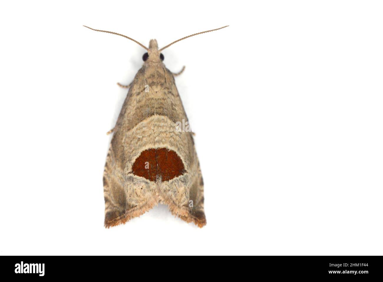 Notocelia uddmanniana - a moth from the family Tortricidae, larvae ...