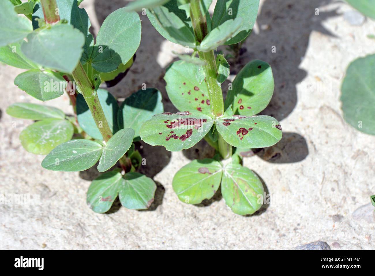 Broad bean plant with Chocolate spot disease on the foliage, a fungal ...