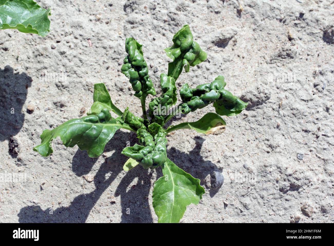 The black bean aphid (Aphis fabae) on young sugar beet plants. It is a ...