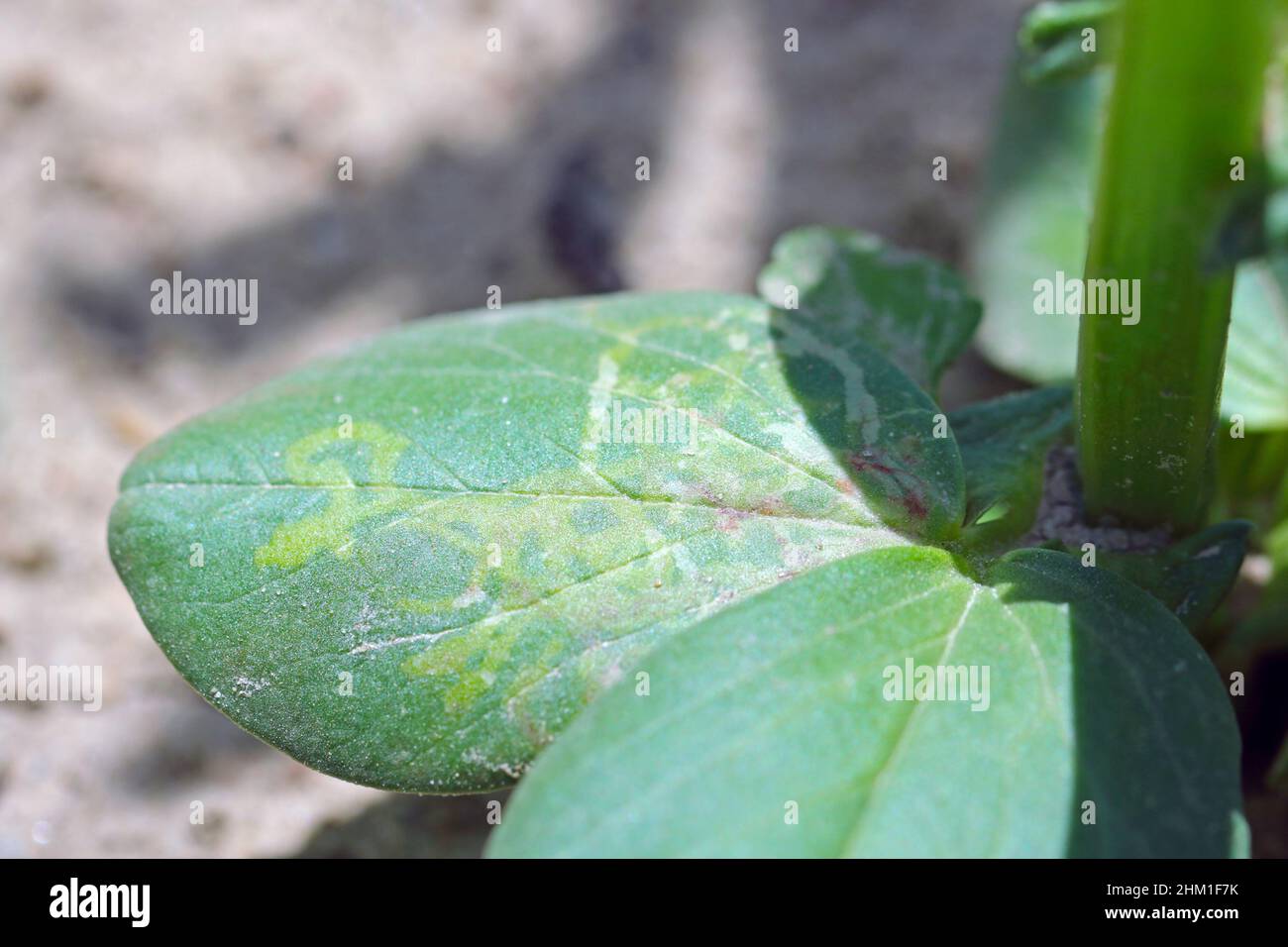 Tunnels in which larvae of leaf-miner flies - Agromyzidae (Liriomyza ...