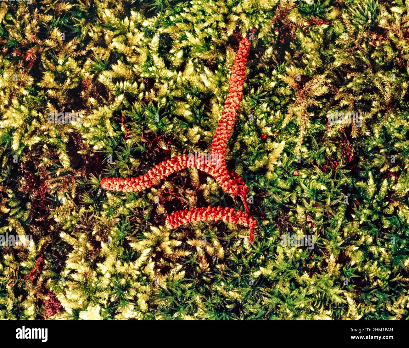 Choas, abstract patterns and textures in nature and the environment ...