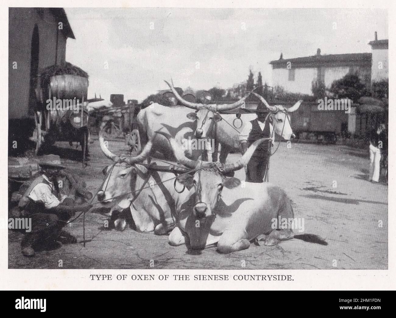 Pilgrimages in Italy 1920 - Type of oxen of the Sienese Countryside ...