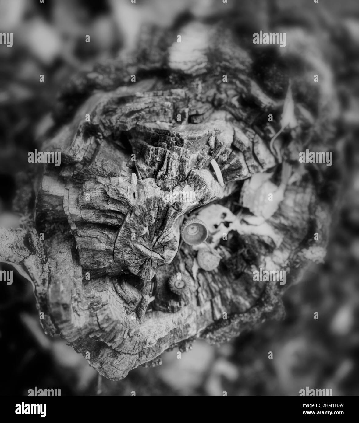 Choas, abstract patterns and textures in nature and the environment ...