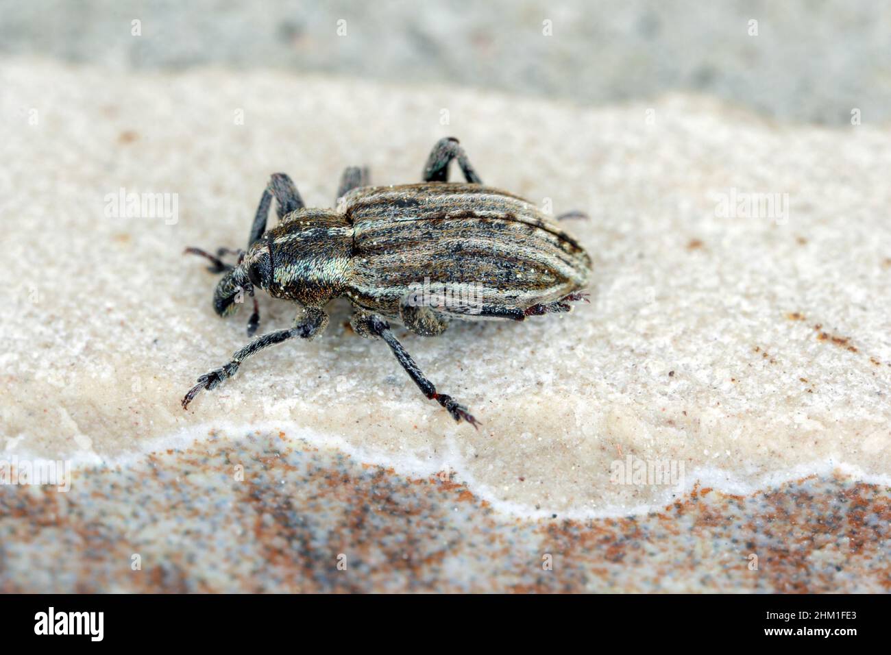 Closeup of a clorful striped weevil species , Hypera the larvae of ...