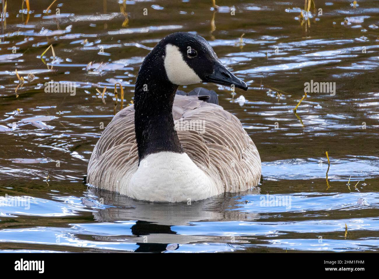 Goose floating hi-res stock photography and images - Alamy