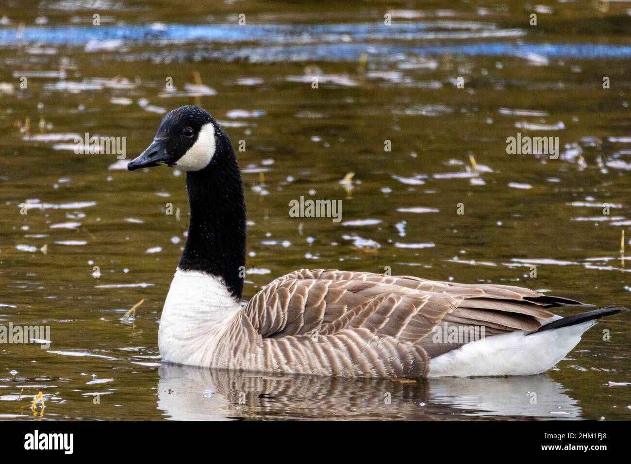 Goose floating hi-res stock photography and images - Alamy