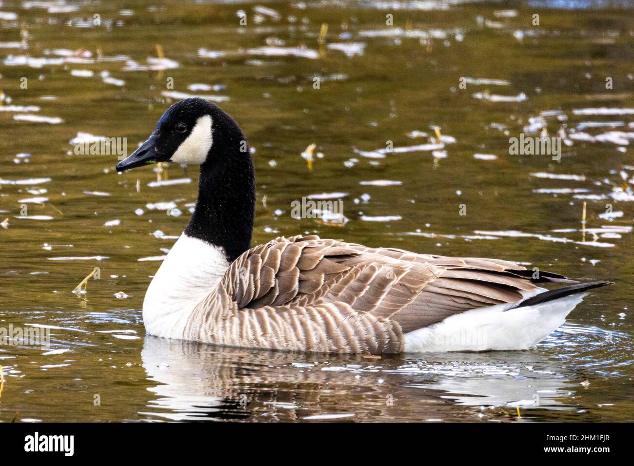 Canadian goose floating on the lake Stock Photo - Alamy
