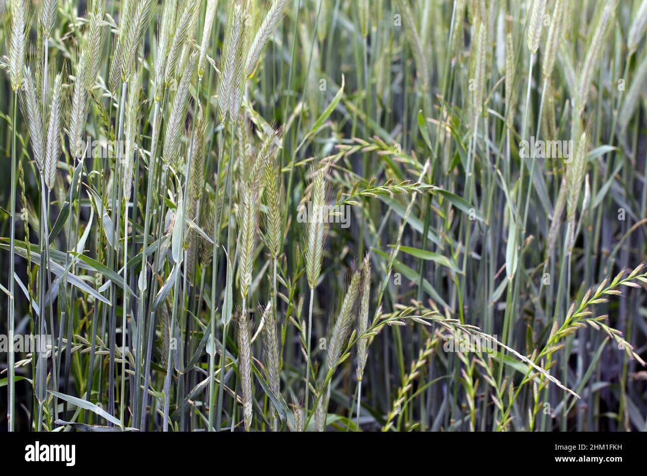 Cereals Weeded By Couch Grass Other Names Include Common Couch Twitch Quick Quitch Grass cereals-weeded-by-couch-grass-other-names-include-common-couch-twitch-quick-quitch-grass
