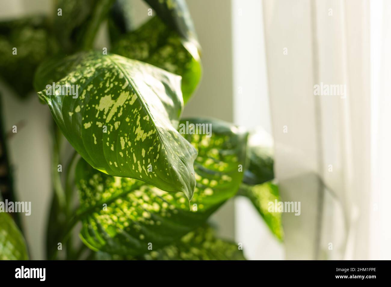 Dieffenbachia Plants High Resolution Stock Photography and Images - Alamy