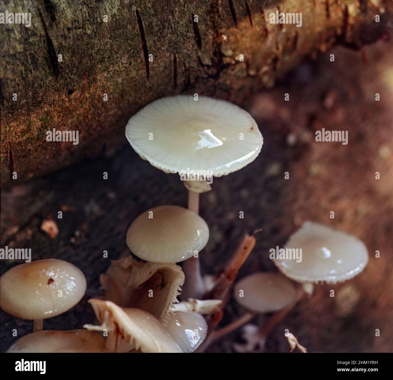 Fungal patterns hi-res stock photography and images - Alamy