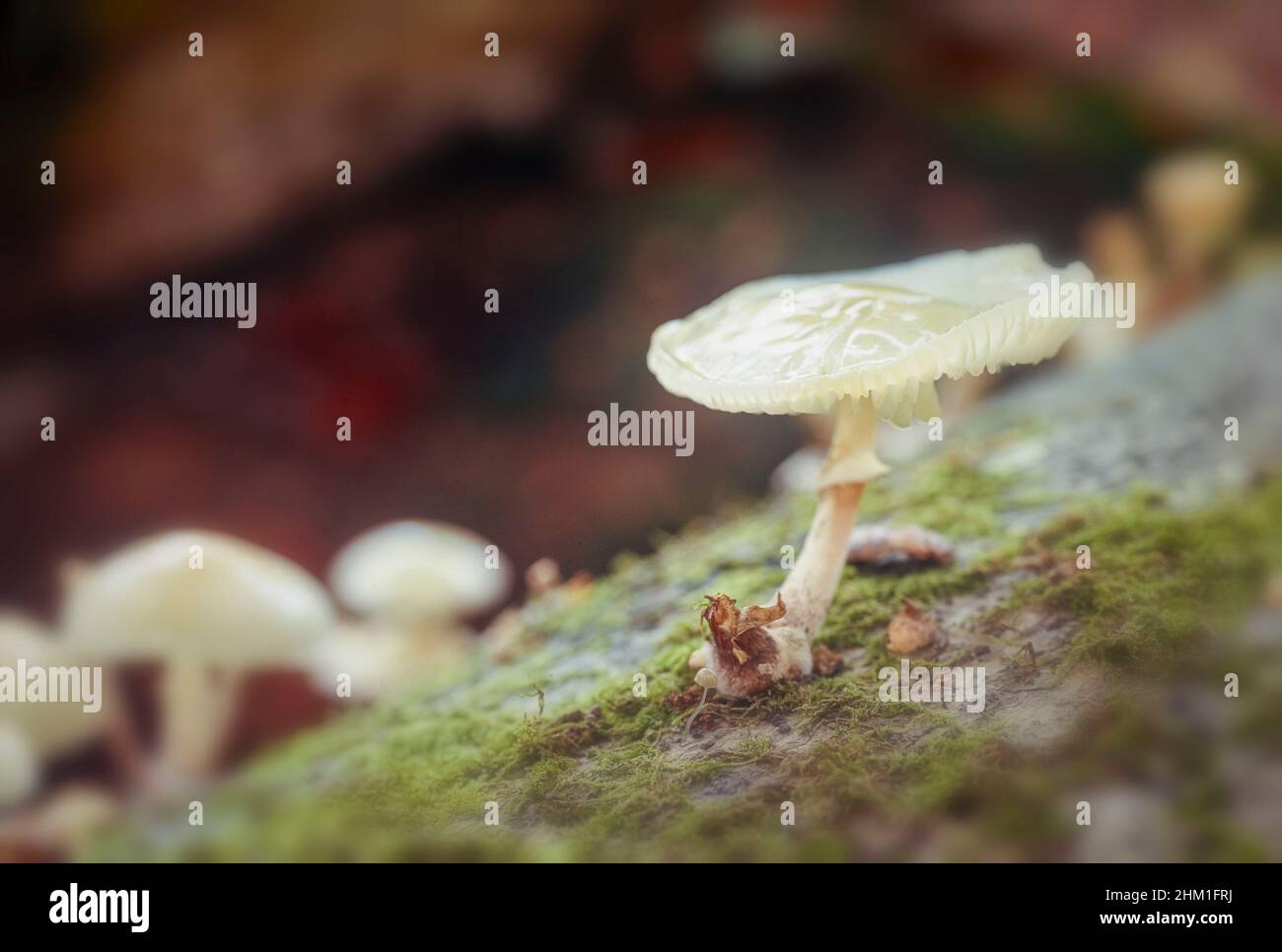 Glowing Oudemansiella mucida, porcelain fungus, in close-up. Natural ...