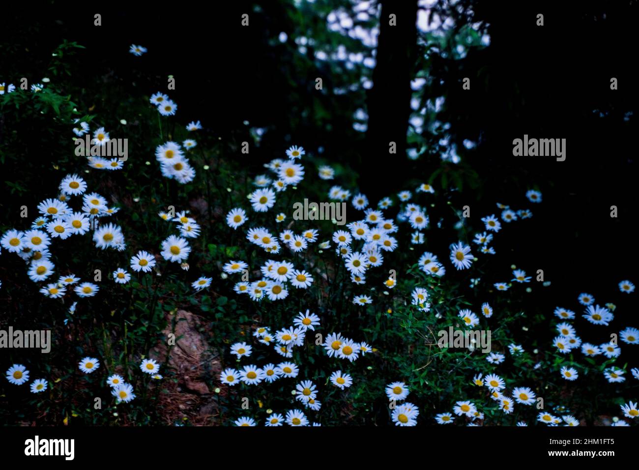 Bunch of dasies hi-res stock photography and images - Alamy