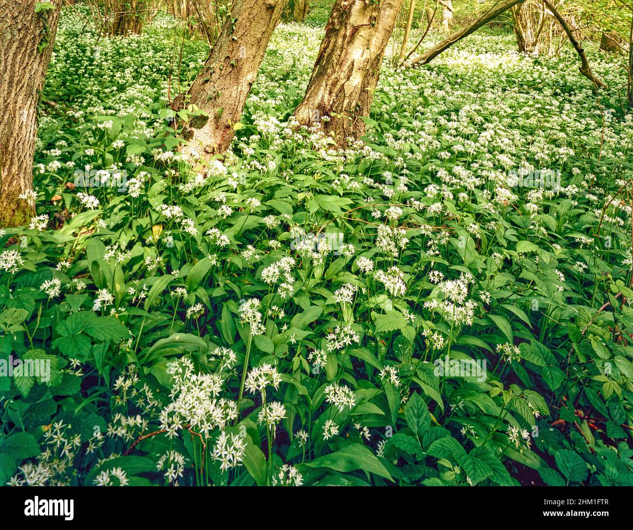 Forage food, Allium ursinum (Ransoms) in a natural spring landscape ...