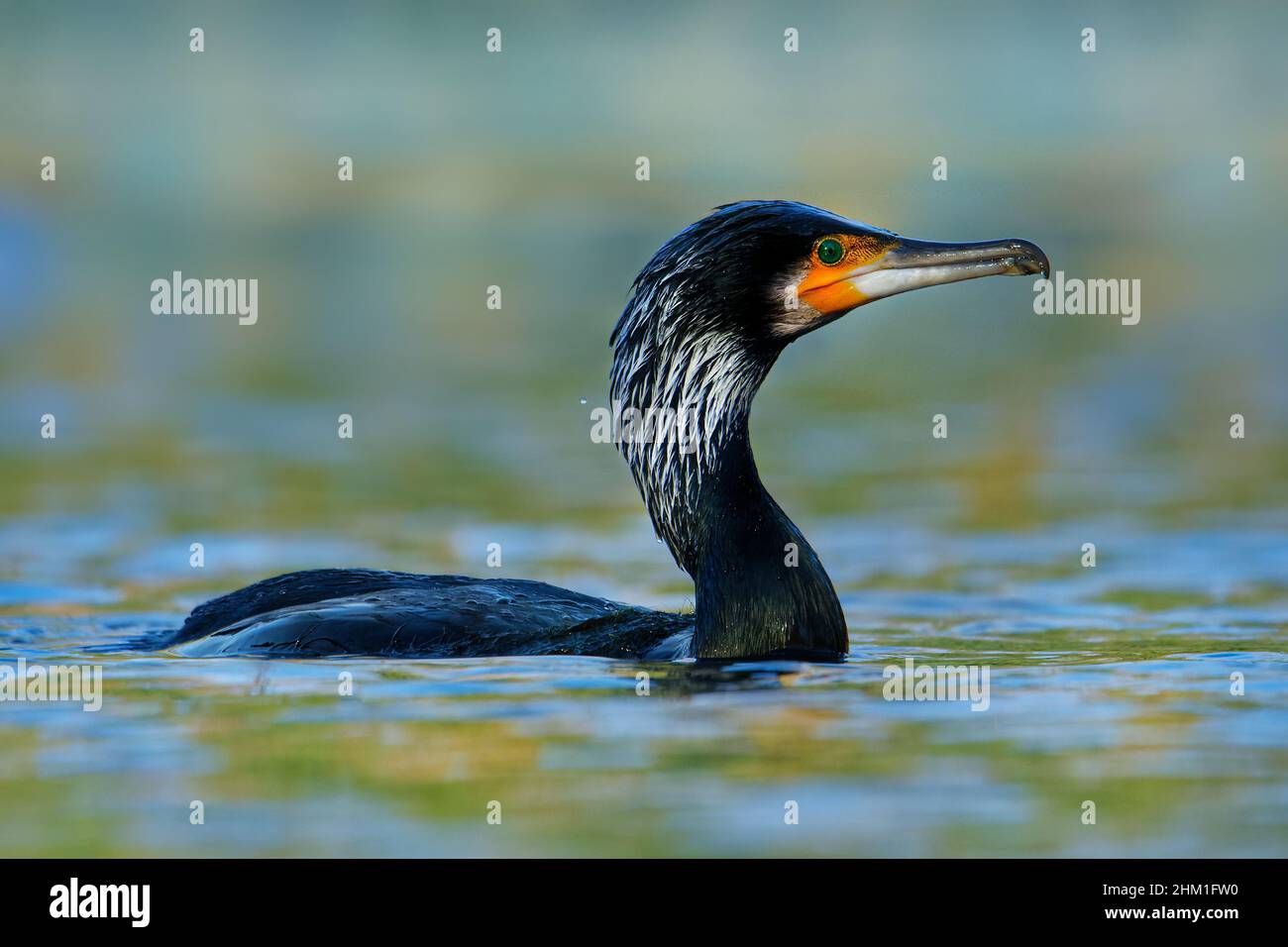 The great cormorant (Phalacrocorax carbo), known as the black shag in ...