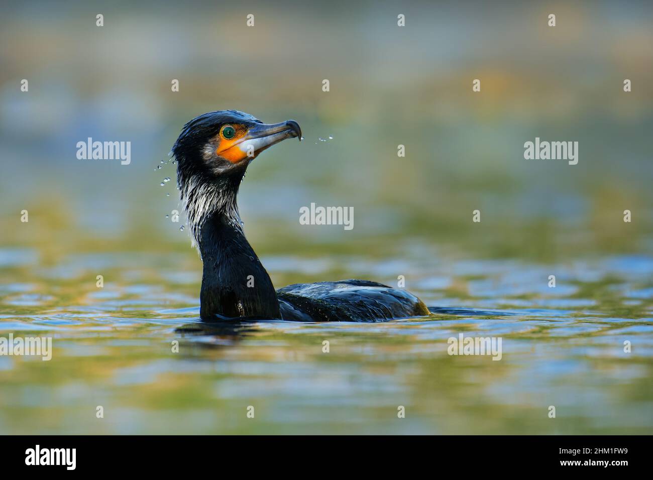 The great cormorant (Phalacrocorax carbo), known as the black shag in ...