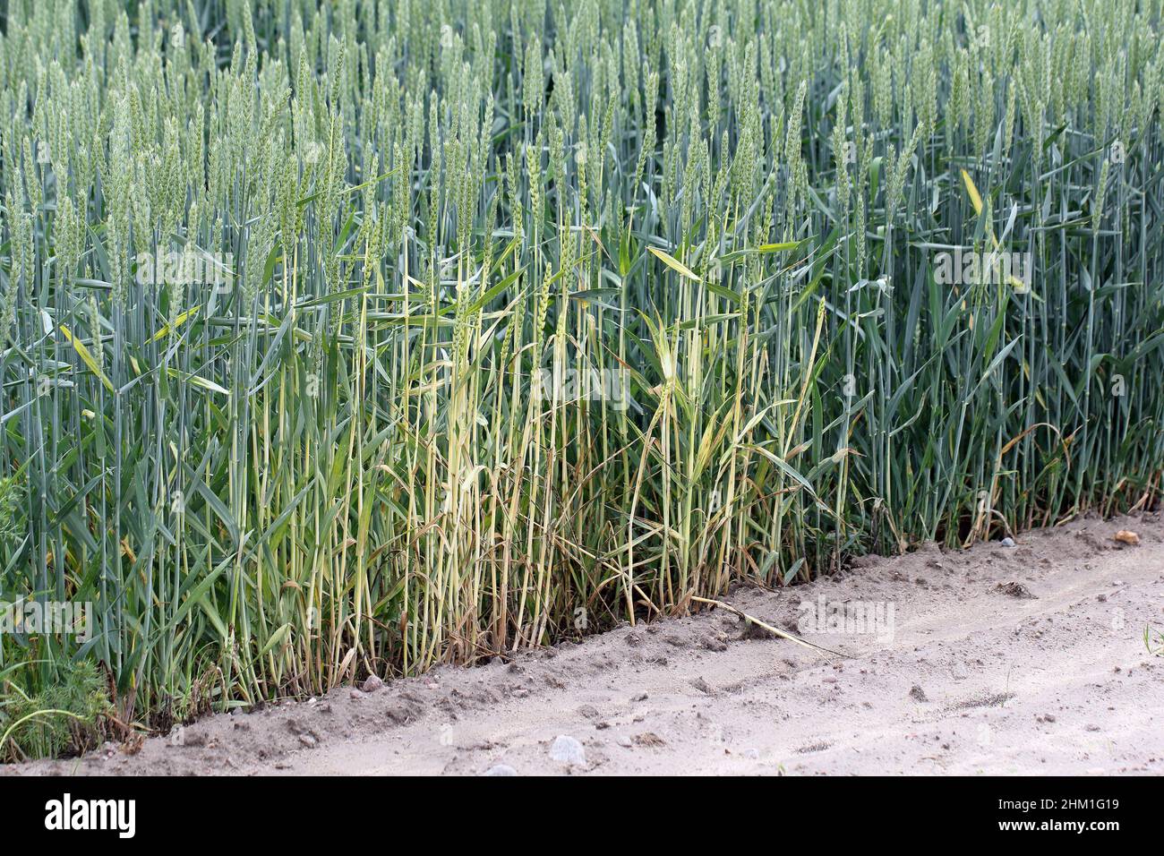 phytotoxicity effect on cereals following the drift of an herbicide ...