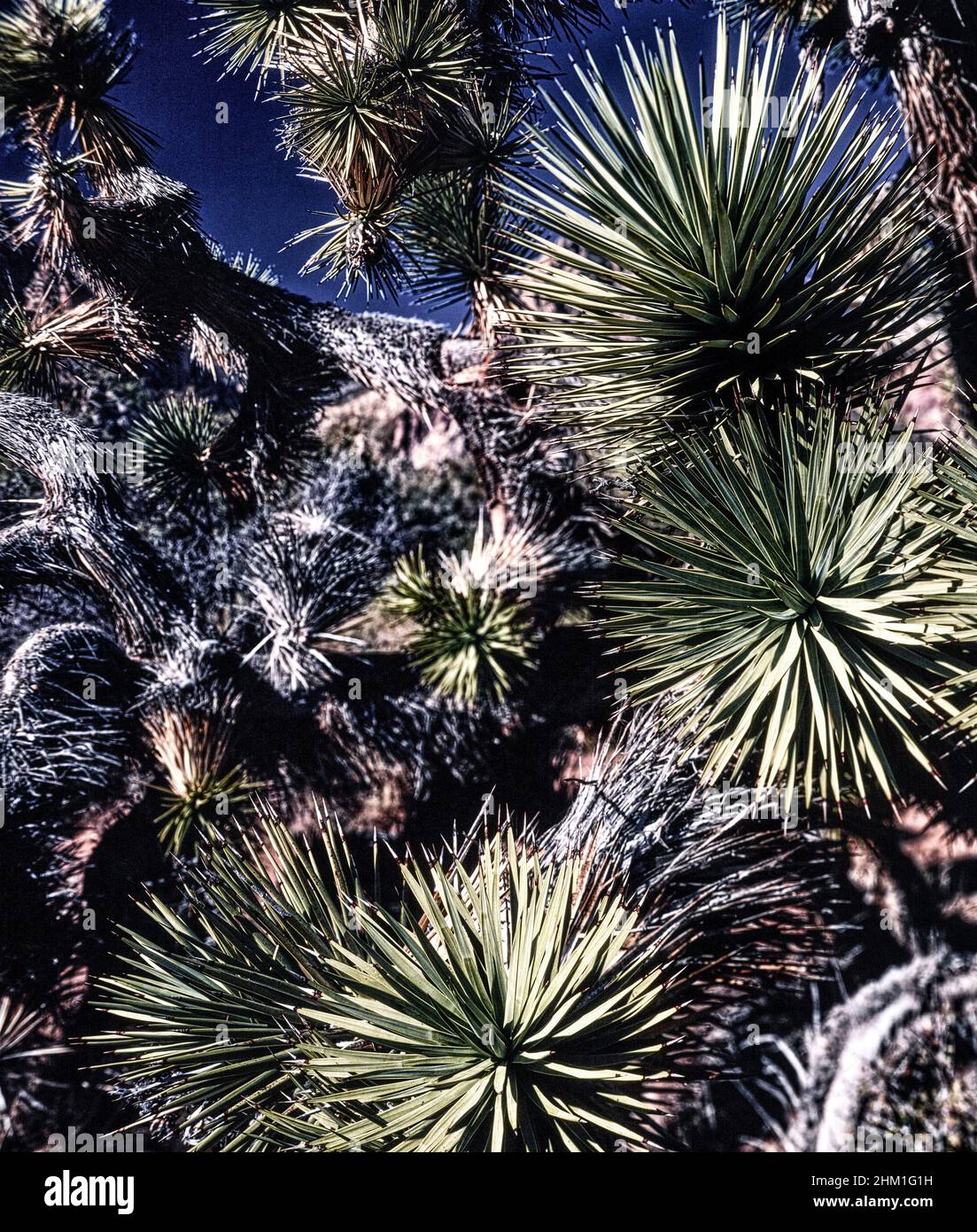 Choas, abstract patterns and textures in nature and the environment ...