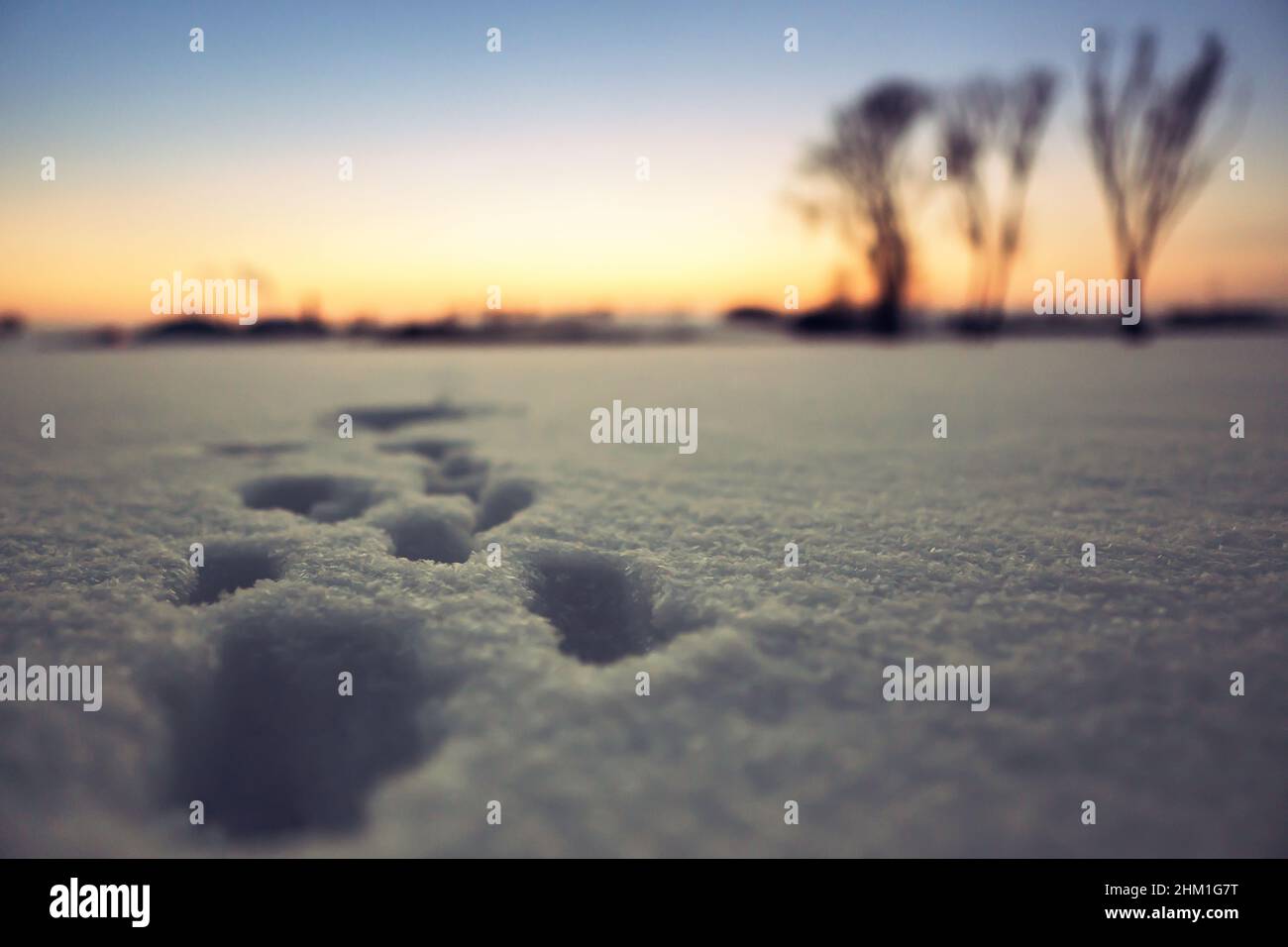Animal footprints in the snow hi-res stock photography and images - Alamy