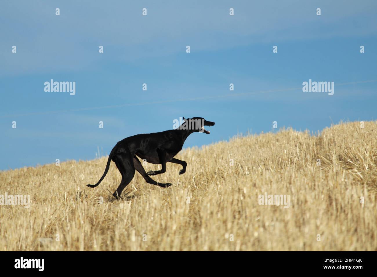 Black greyhound hi-res stock photography and images - Alamy