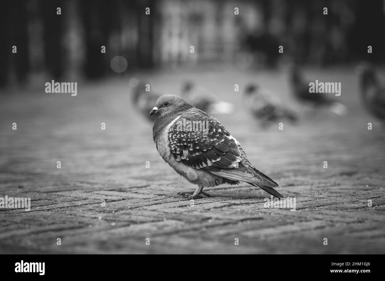 Pigeon detail Black and White Stock Photos & Images - Alamy
